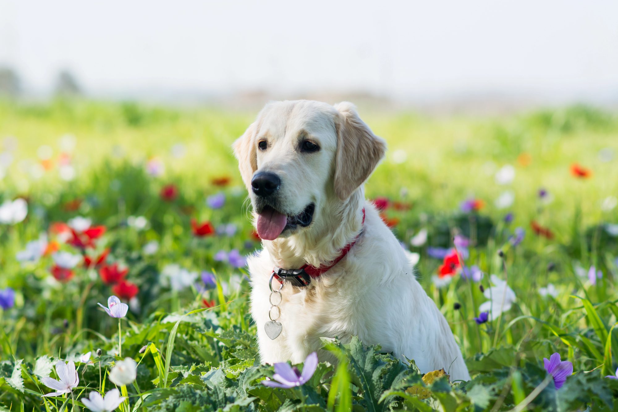 Allergy Relief for Dogs | Shallowford Animal Hospital