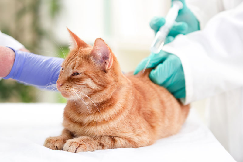 What You Need To Know If Your Cat Has Diabetes Mellitus Shallowford