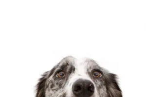 Dog Histiocytoma - Signs, Causes, And Treatment | Shallowford Animal ...