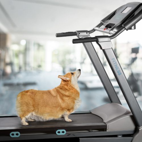 Dog Treadmill: A Tool for Exercise & Rehabilitation | Shallowford ...