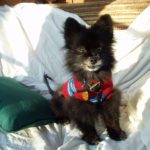 Meet Our Exceptional Veterinary Team | Shallowford Animal Hospital