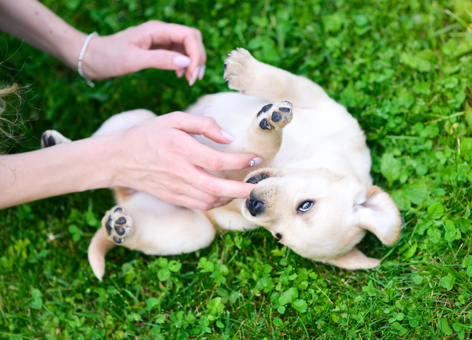 Puppy Nipping and Mouthing | Shallowford Animal Hospital