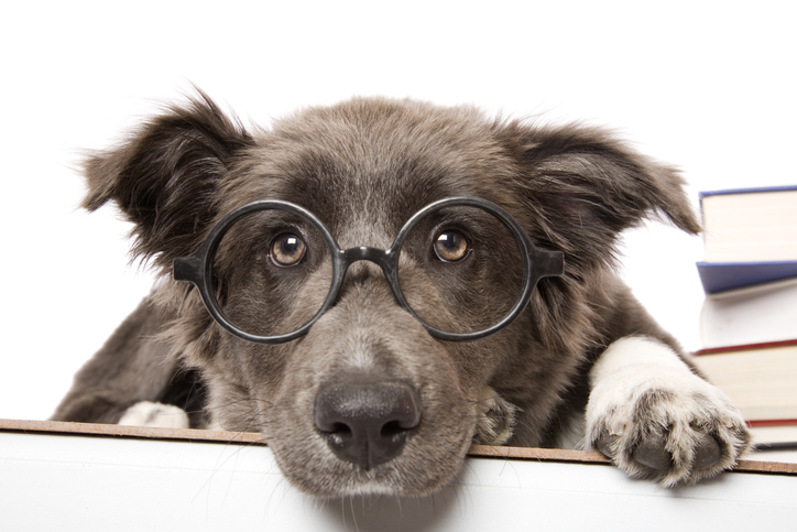Are Dogs Colorblind? | Shallowford Animal Hospital